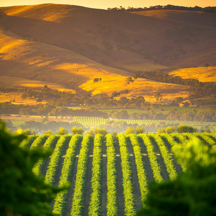 Buy Wine Online | Australian Wines Delivered – Wine Simple